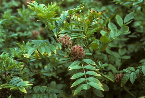 Glycyrrhiza Glabra Fabaceae