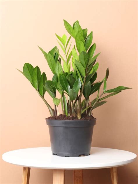 Zanzibar Gem Sl Green House