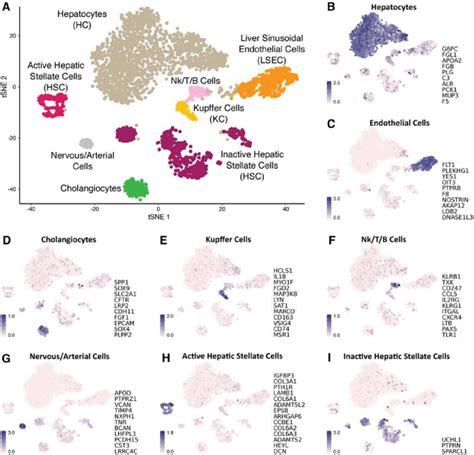 t distributed stochastic neighbor embedding t sne plot for snrna seq