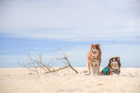 ศูนย์ Hcec ศูนย์ Hcec โรงเรียนเสนา เสนาประสิทธิ์