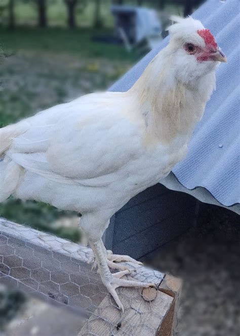 Barney Easter Egger Cross Hatched Because My Mother Wanted To See What Would Come Out Of The