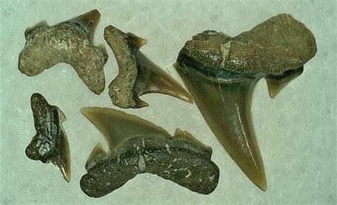Dallasiella Willistoni South Bosque Member Collections The Fossil