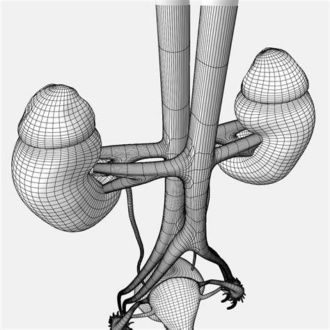 Female Urinary System 3d Model By Azulutak