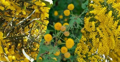 Acacia Tree Guide How To Grow And Take Care Gardeners Magazine