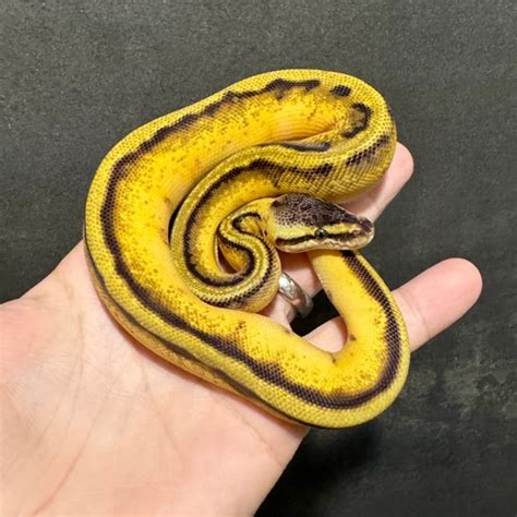 Pastel G Stripe Ball Python By Reagan Renee Royal Pythons