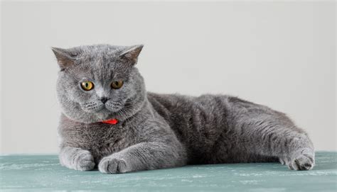 5 Preguntas Clave Sobre La Leucemia Felina Bastet Clínica Veterinaria