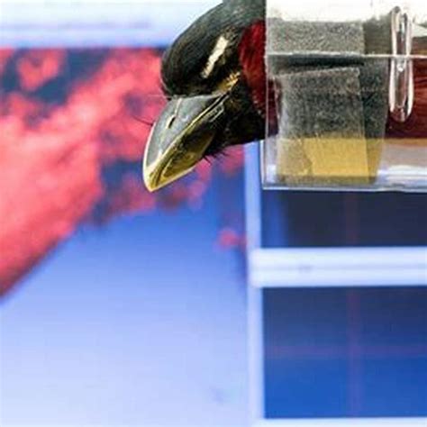 Why Is My Bird Scratching His Beak Diy Seattle