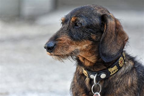 Teckel Adopteren Verhuisdierennl