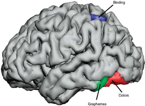 Derics Mindblog Synesthesia Evidence For Increased Cortical