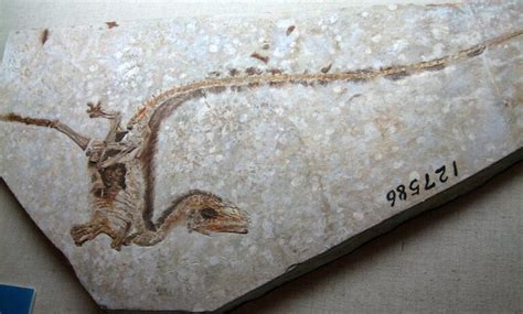 The Texture Of Dinosaur Skin What Fossils Reveal About Scales And