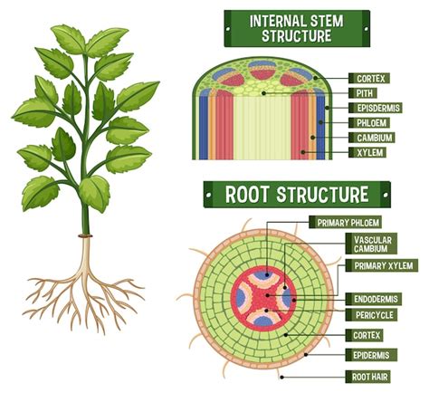 Plantae Structure
