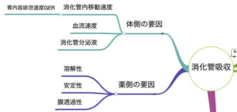 薬剤師国家試験薬剤経口薬の吸収過程と影響因子を薬物動態や相互作用に繋がるように解説 マインドマップ薬学