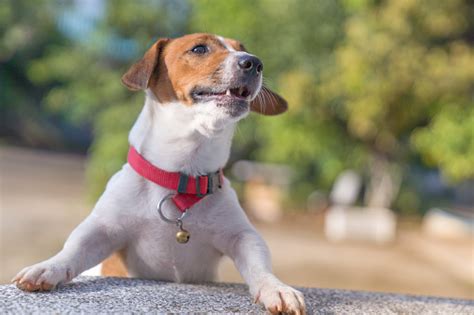 행복한 즐겁고 장난 잭 러셀 개 휴식과 여름 휴가 휴가에 공원 야외 와 외부에서 Gress 정원에 휴식 0명에 대한 스톡 사진 및 기타 이미지 Istock