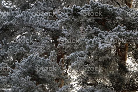 흐린 날씨 쓰라린 추위에 하얀 솜 털 리에 나무에에서 겨울 풍경입니다 0명에 대한 스톡 사진 및 기타 이미지 0명 12월 1월 Istock