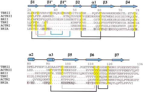 The 1 1 Å Crystal Structure Of Human Tgf β Type Ii Receptor Ligand Binding Domain Structure