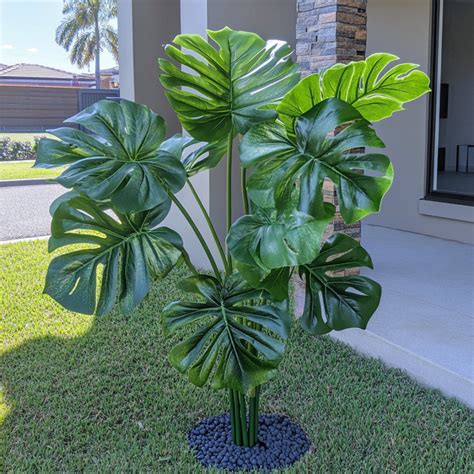 Monstera Deliciosa Plant With Split Leaf Tropical Foliage