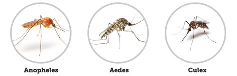Are All Mosquitoes The Same Weather And Mosquitoes