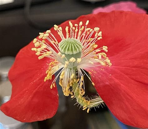 How To Cut Off A Sample The 2 Stick Heading Revisited Plus I Cant Resist More Flower