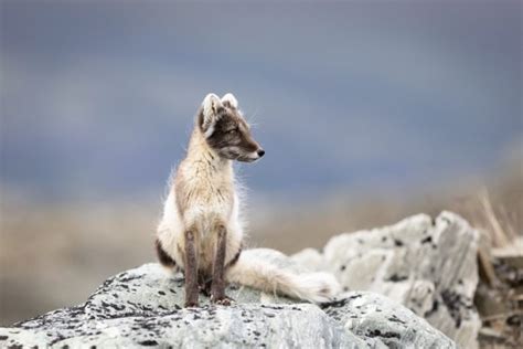 Fjellrev Vegard Antonsen Foto