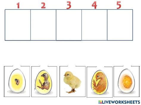 Από αβγό πουλί Worksheet Hatching Chicks School Subjects Teachers