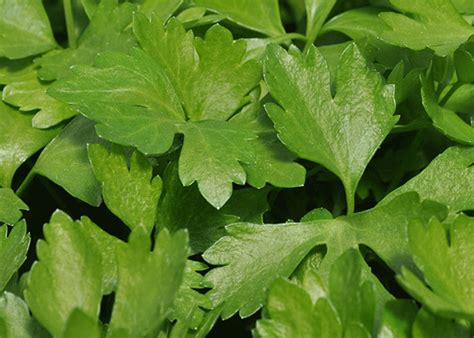 Celery Cutting Leaf Seeds Heirloom Seeds Canada