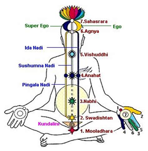 Send Highest Positive Energy To Align Your Chakras Along Of Sushumna Na