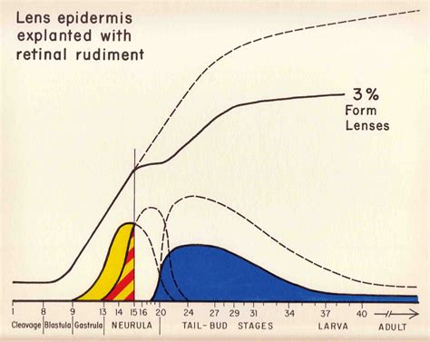 Lens Epidermis Explanted With Retina Rudiment Produces Lens Formation