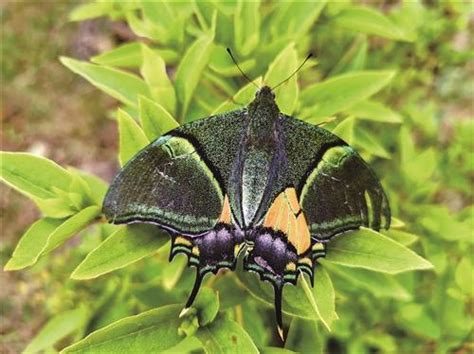 Rare Butterfly Spotted In Taizhou For First Time