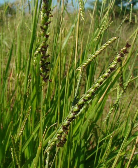 Environmental Rehabilitation And Indigenous Landscape Design