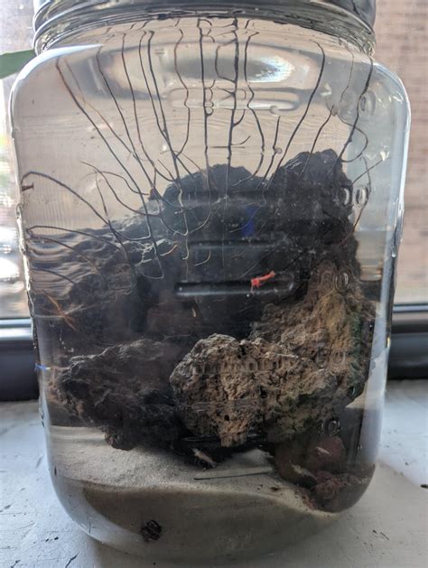 Aloha Opae Ohana R Opaeula