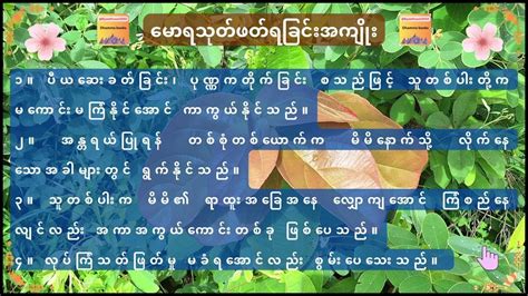 သစ္စာပြု၍ ရွက်ဖတ်နာယူပါက အကျိုးများစေသော မောရသုတ် အနက် တရားတော် Youtube