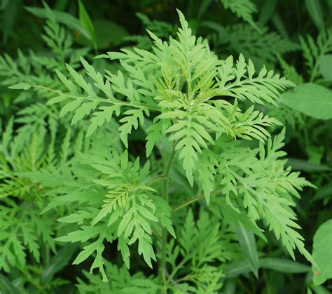 Common Ragweed Identify That Plant