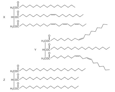 The Diagram Shows Three Triglycerides X Y And Zwhat Is Correct For The