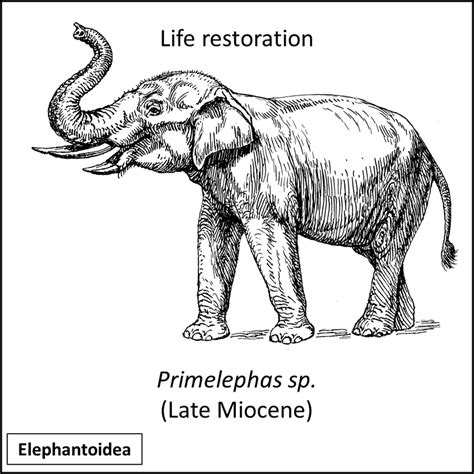 Elephant Stem Group