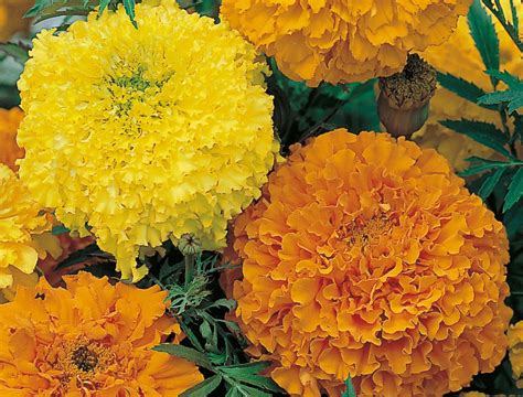 Marigold Seeds Za