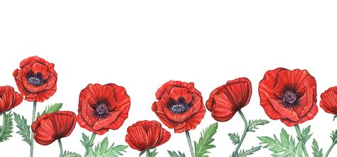 흰색 배경에 빨간 양귀비가 있는 완벽 한 테두리입니다 프로방스 꽃의 수채화 그림 초원 꽃이 만발한 경계선 식물 식물 엽서 초대장