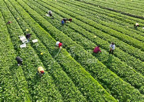 湖南道县采收蔬菜 人民图片网