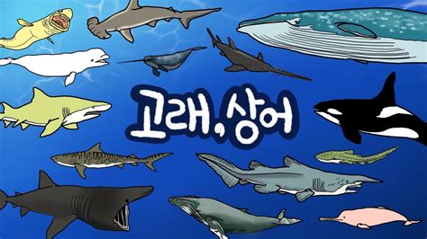 바닷속에는 어떤 고래 상어가 살고 있을까 저자극 유아영상 다양한 고래와 상어 친구들을 만나보아요 Learning Korean And English Words