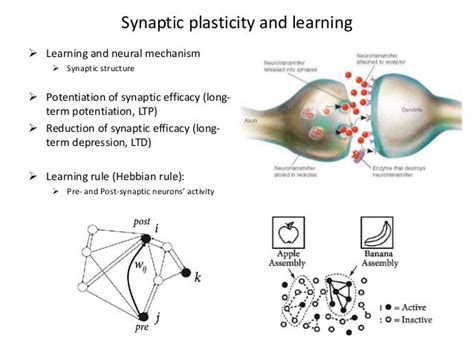Ch 19 Synapticplasticity