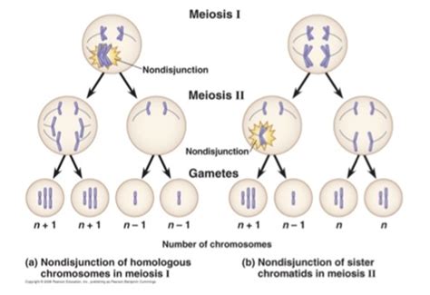Genes Chromosomal Abnormalities In Human Genetics Flashcards Quizlet