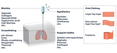 The Potential Of Fresh As A Bioprinting Method For Advanced Tissue Biofabrication 영우사이언스