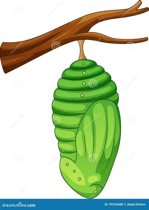 Butterfly Cocoon Drawing