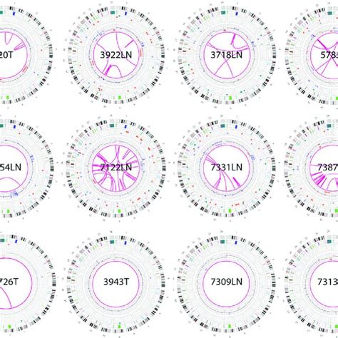 Global Genome Structural Variation Accompanies Viral Integration Download Scientific Diagram