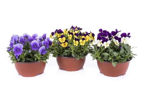 Viola Cornuta Mix — Plant Wholesale Floraccess