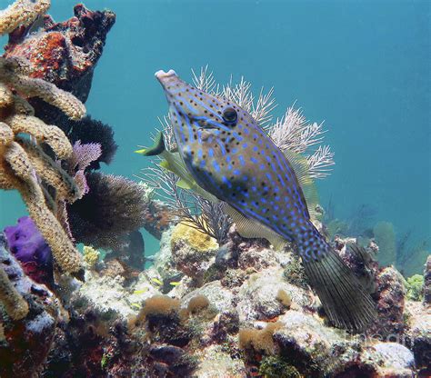 Scrawled Filefish 33 Photograph By Daryl Duda Pixels