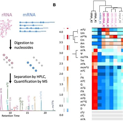 Distinct Modification Content Of Major Cellular Rna Classes A Download Scientific Diagram