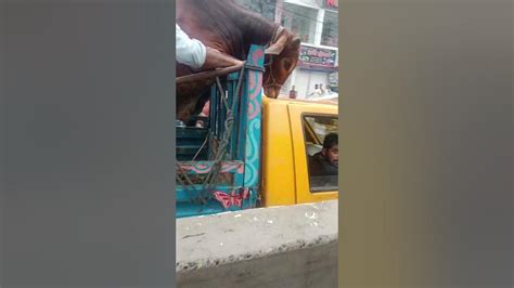 কুরবানির গরু লাফিয়ে উঠে গেলো পিক আপের ছাদে। Qurbani Youtube