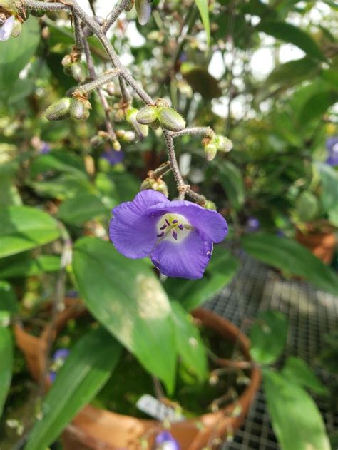 Dichorisandra Penduliflora Kunth Weeping Blue Ginger World Flora