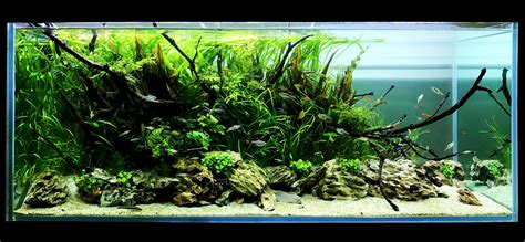 Jungle Aquarium Plants At Amanda Worthen Blog