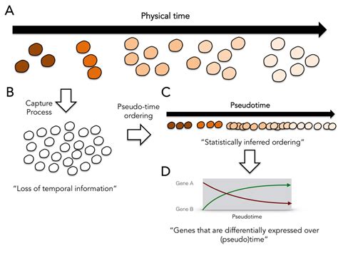 The Single Cell Pseudotime Ordering Problem A Single Cells At Download Scientific Diagram